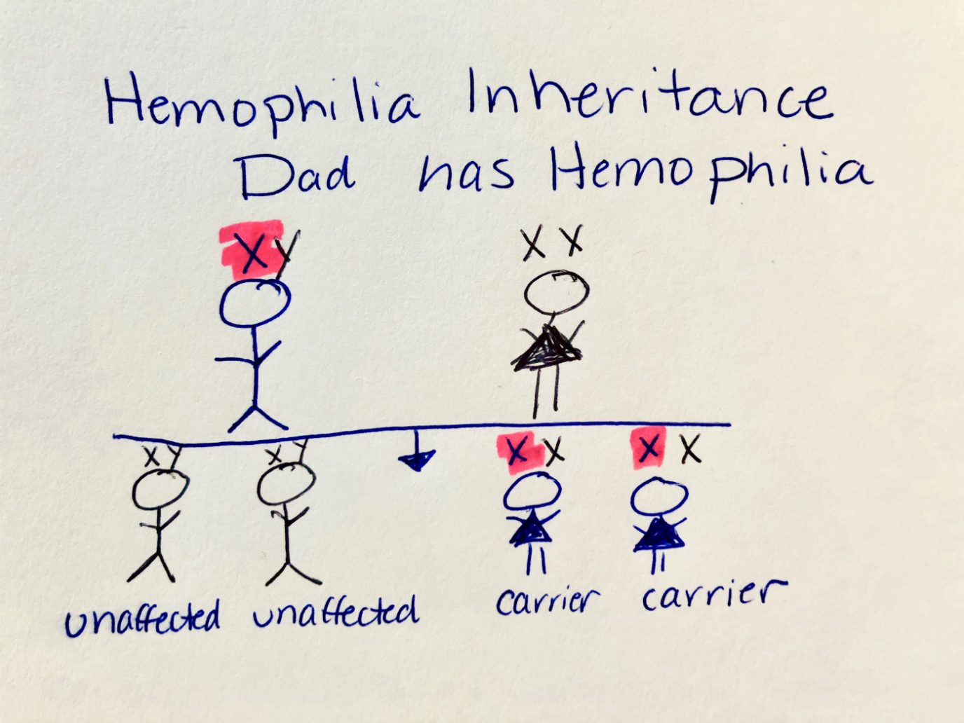 Illustrations of Hemophilia Inheritance Patterns Need Updating